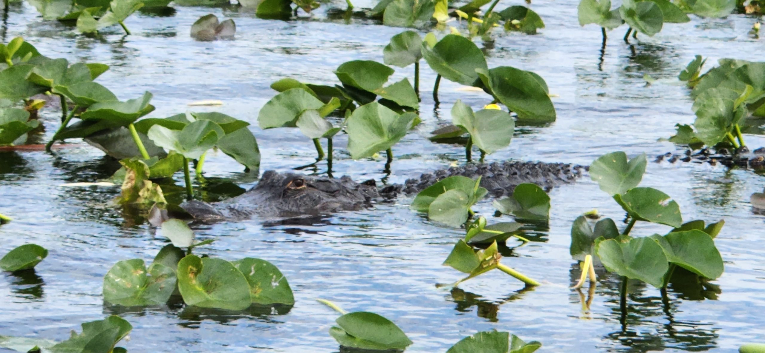 Everglades excursion with bus Tranfer included - Everglades Airboat ...
