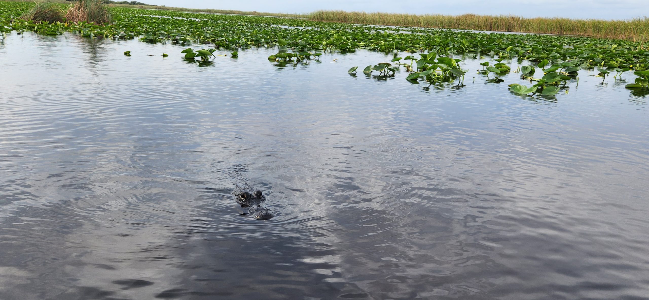 Everglades excursion with bus Tranfer included - Everglades Airboat ...