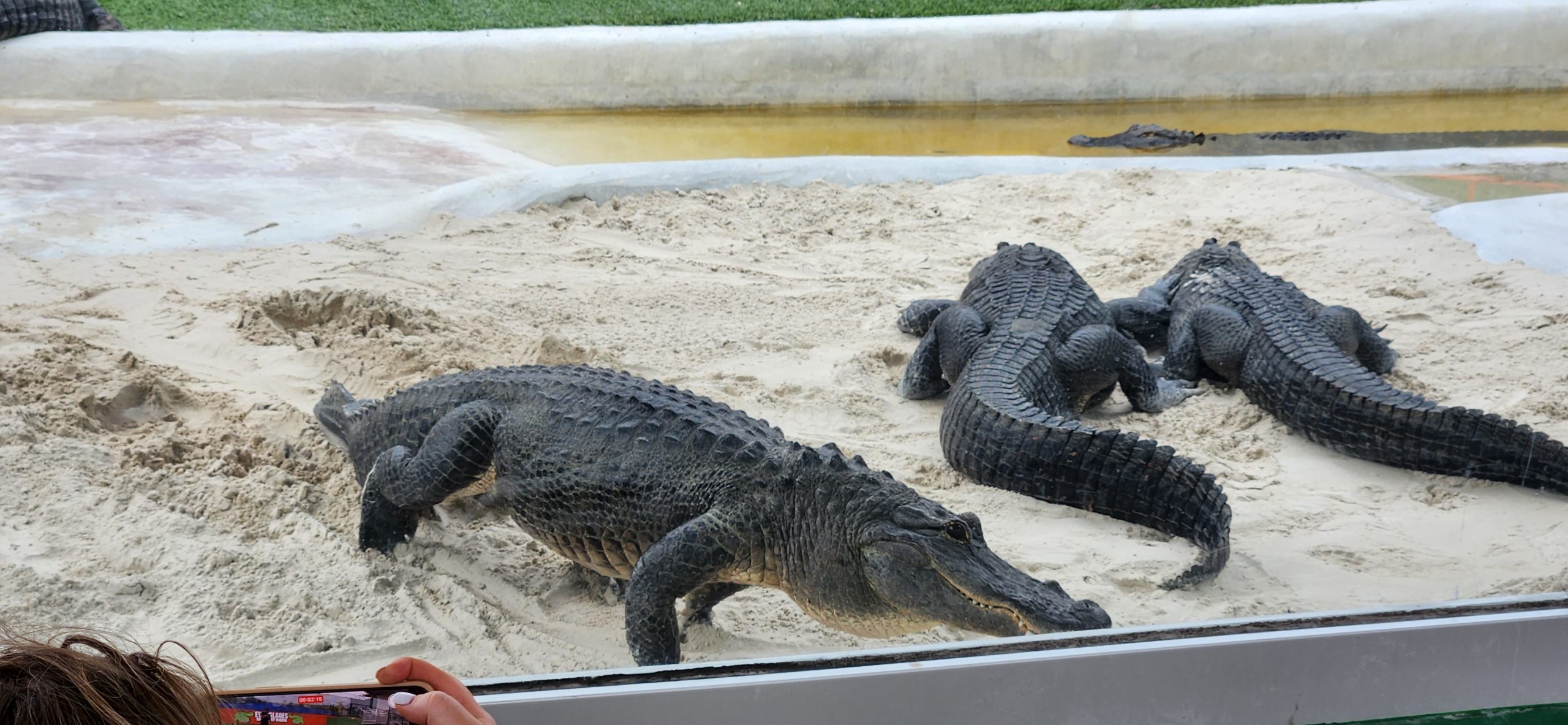 Everglades excursion with bus Tranfer included - Everglades Airboat ...